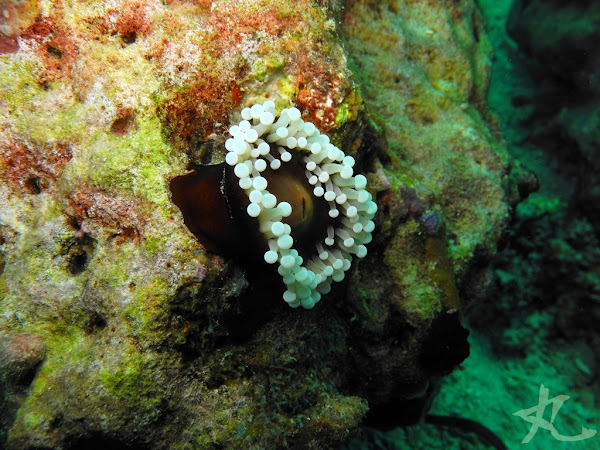 Corallimorpharian | Project Noah