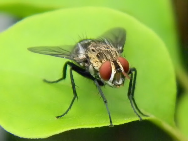 flesh fly | Project Noah