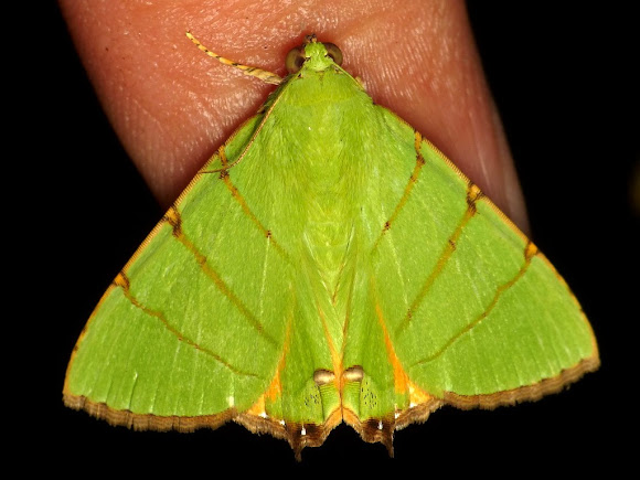 Noctuid Moth | Project Noah