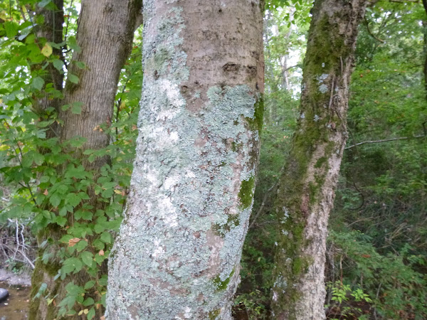 Southern Hackberry | Project Noah