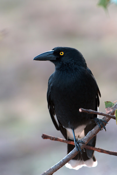 Pied Currawong | Project Noah