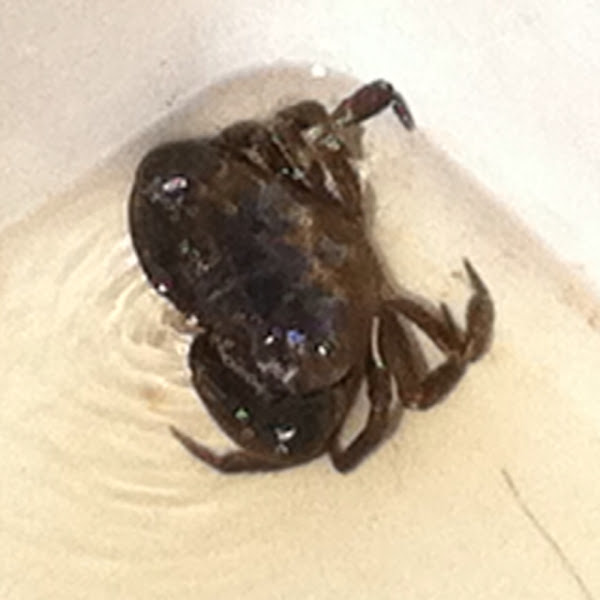 Atlantic Mud Crab | Project Noah