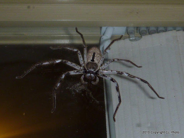 Giant Grey Huntsman Spider | Project Noah