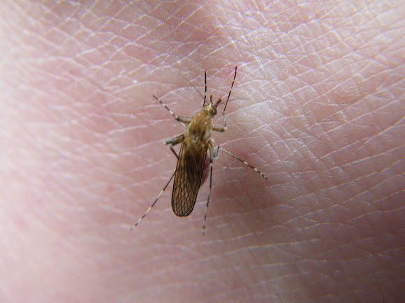 Mosquito | Project Noah