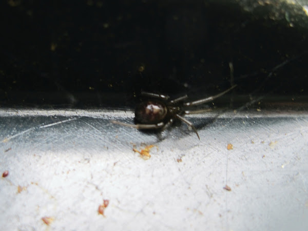 False katipo spider | Project Noah