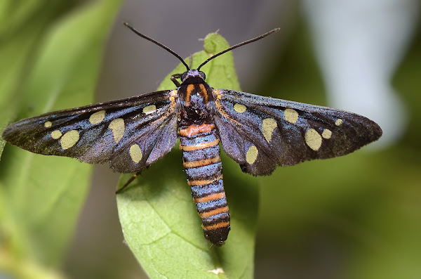 Handmaiden Moth | Project Noah