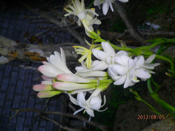 Bunga sedap malam ( indonesia ) | Project Noah