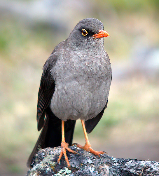 Great Thrush | Project Noah