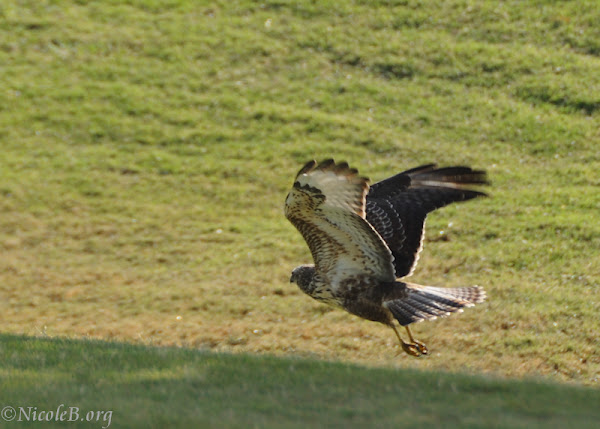 Steppe Buzzard | Project Noah