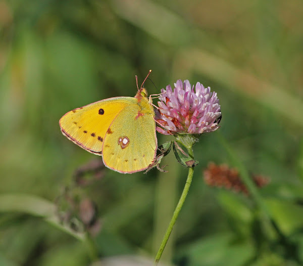 Dark Clouded Yellow | Project Noah
