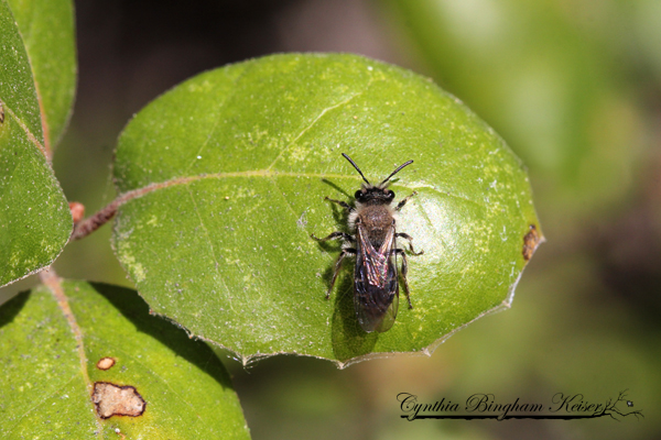 Mining Bee | Project Noah