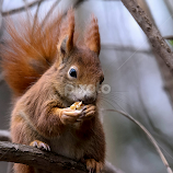 Photo Contest: Four Legged animals | Pixoto