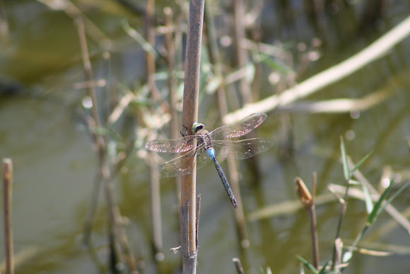 Lesser Emperor Dragonfly | Project Noah
