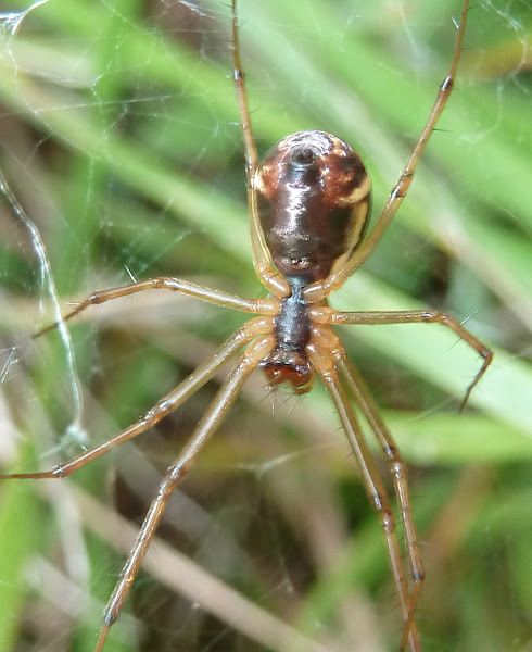 Money Spider | Project Noah