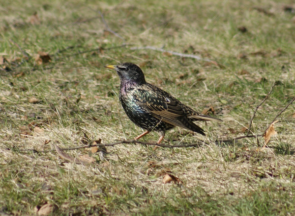 Common Starling | Project Noah