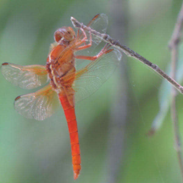 Neon Skimmer | Project Noah