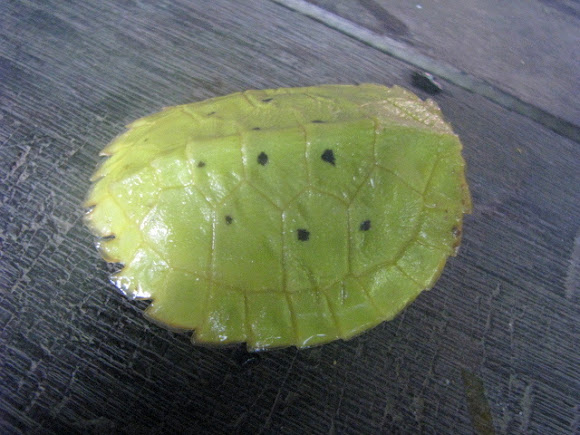 Malayan flat-shelled turtle | Project Noah