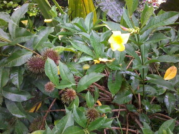 alamanda | Project Noah