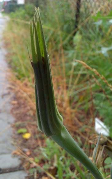 Yellow Goatsbeard | Project Noah