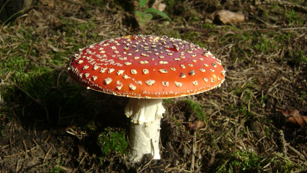 Fliegenpilz | Project Noah