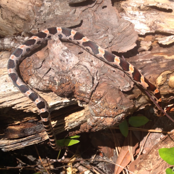 Corn snake | Project Noah