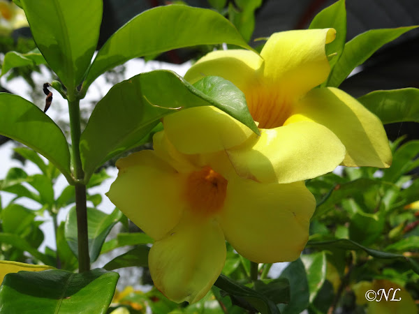 Golden trumpet | Project Noah