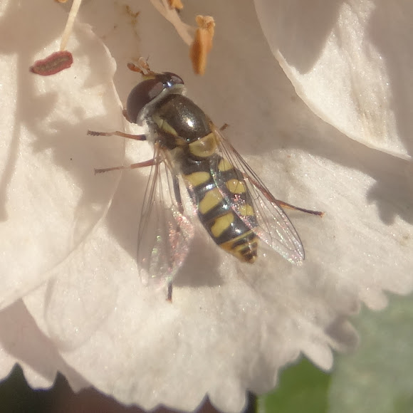 Yellow-shouldered Hover Fly | Project Noah