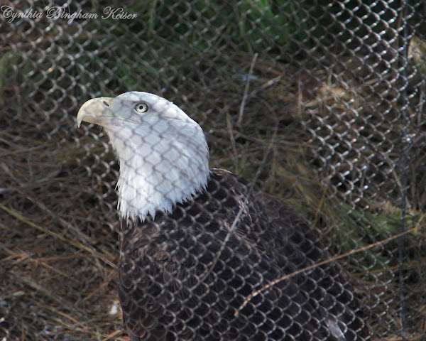 Bald Eagle | Project Noah