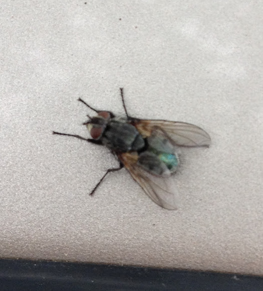 Unknown Fly | Project Noah