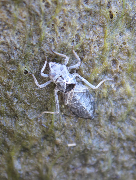 Dragonfly Naiad | Project Noah