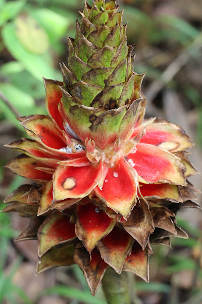 Costus | Project Noah