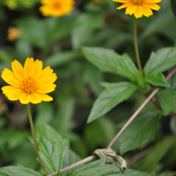 Singapore Daisy | Project Noah