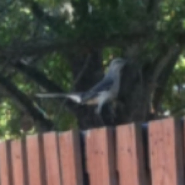 Northern Mockingbird | Project Noah
