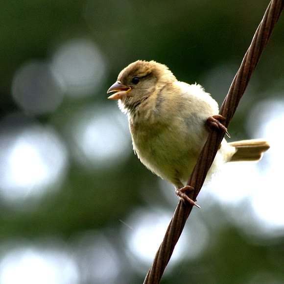 House Sparrow (juvenile) | Project Noah