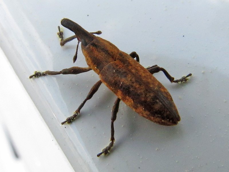 Lixus weevil | Project Noah