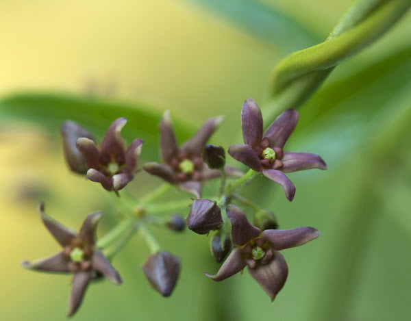 Pale Swallowwort | Project Noah