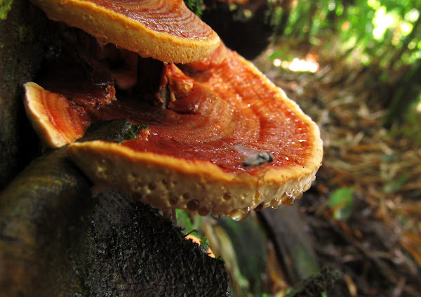 Fungi red | Project Noah