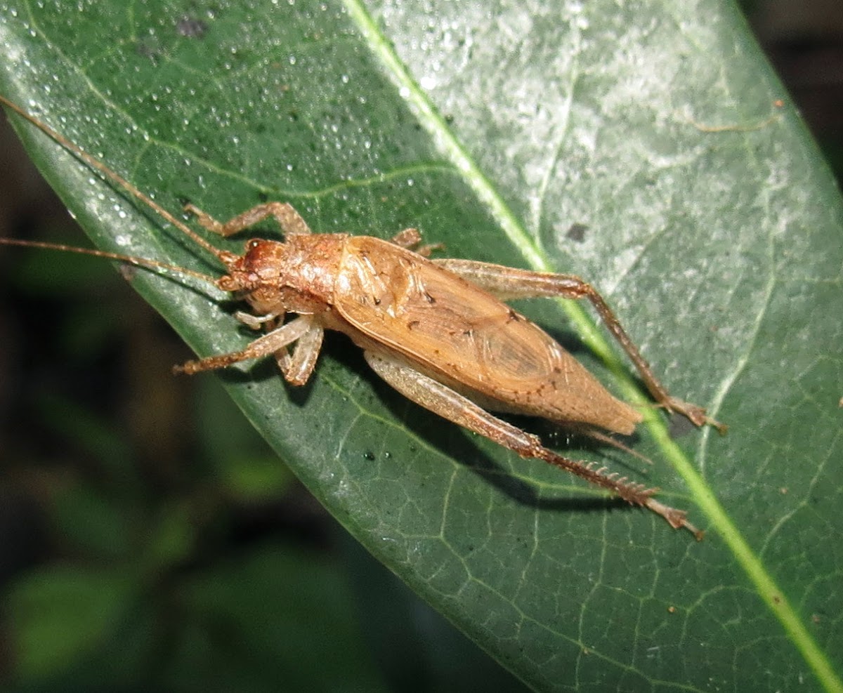 Jumping bush cricket | Project Noah