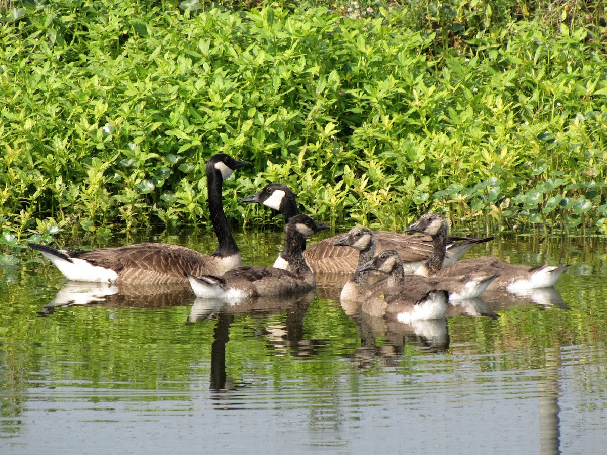 Canada Goose | Project Noah