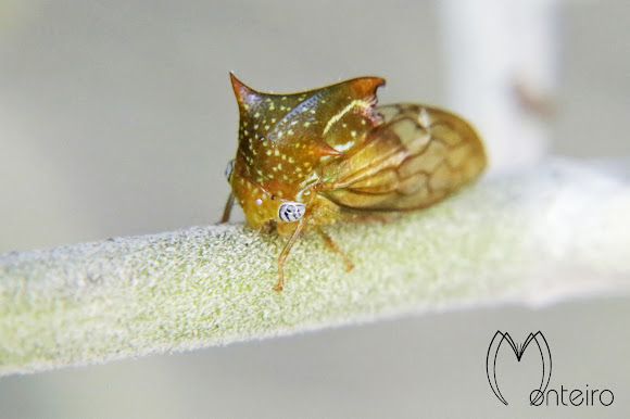 Horned treehopper | Project Noah
