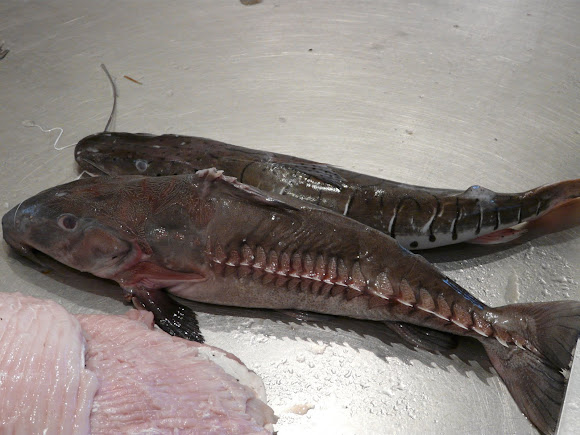 Ripsaw catfish | Project Noah