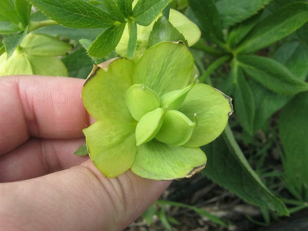 Hellebore / Kukurek | Project Noah