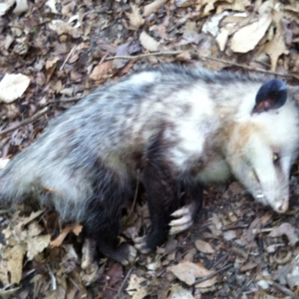 Opossum | Project Noah
