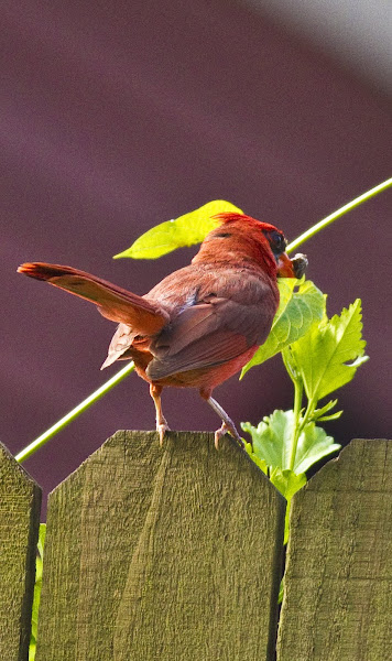 Northern Cardinal | Project Noah