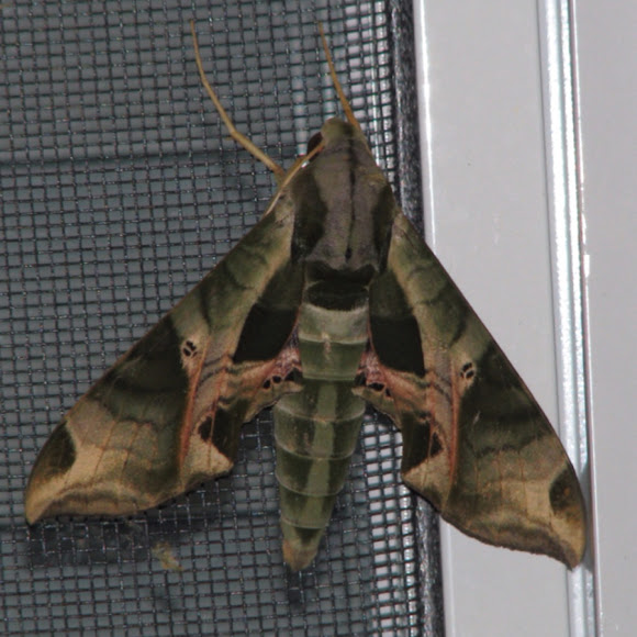 Pandorus Sphinx Moth | Project Noah