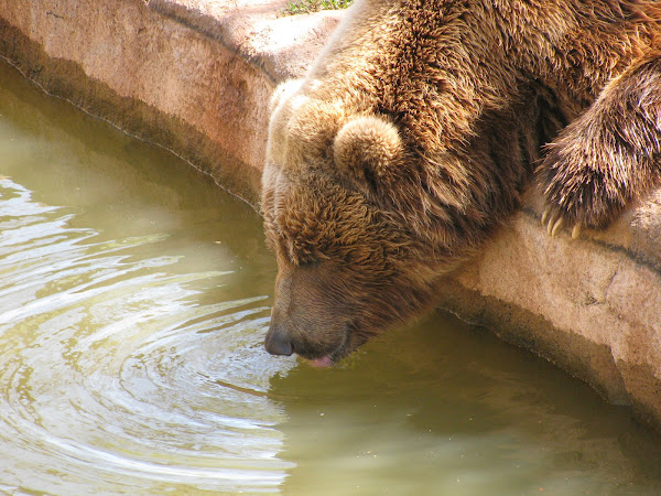 Grizzly Bear | Project Noah
