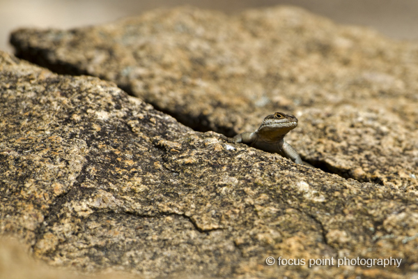 Lizard | Project Noah