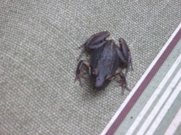 Bibron's Toadlet | Project Noah