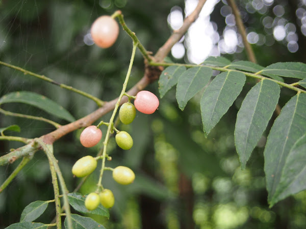 Clausena excavata | Project Noah