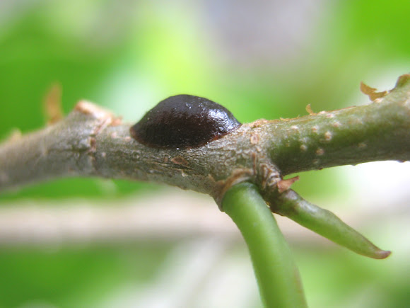 Soft Scale Insect | Project Noah